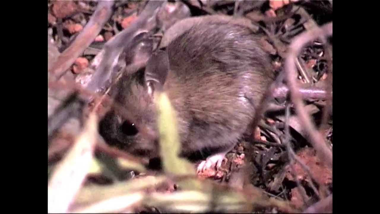 Spinifex Hopping Mouse - YouTube