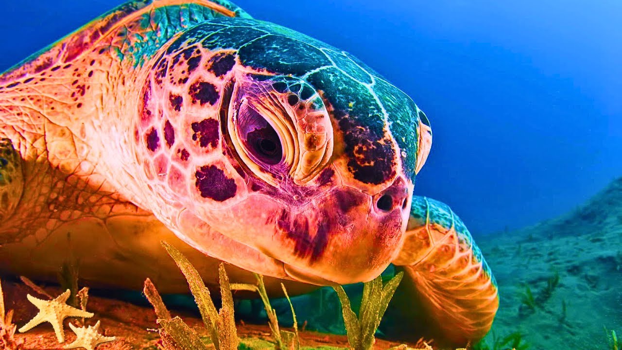 Underwater Wonders🌊 The Best 4K Sea Animals🐚 Soft Piano Music For ...