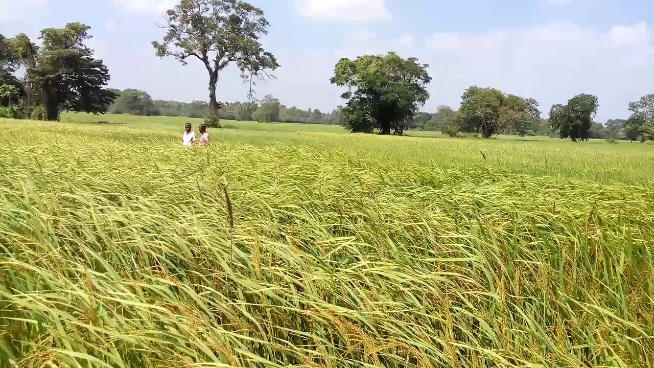 Traditional Paddy Cultivation / Deegayu hela sahal - YouTube