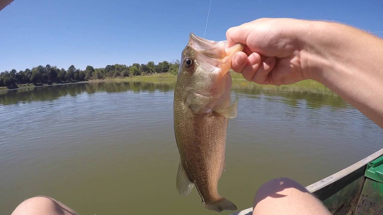 Drop Shot Pond Fishing - YouTube