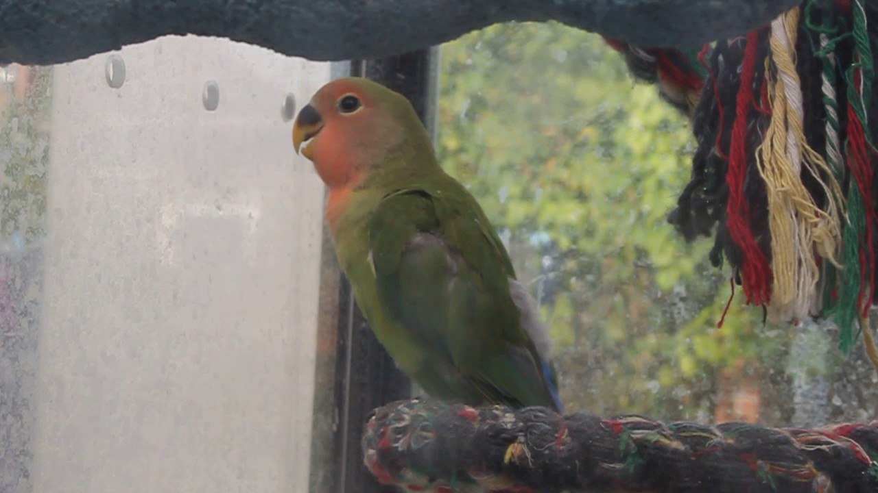 lovebird babies talking to each other - YouTube