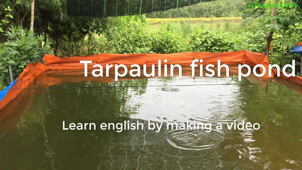 Learn english by making a video | my tarpaulin fish pond | lifeandlearn ...