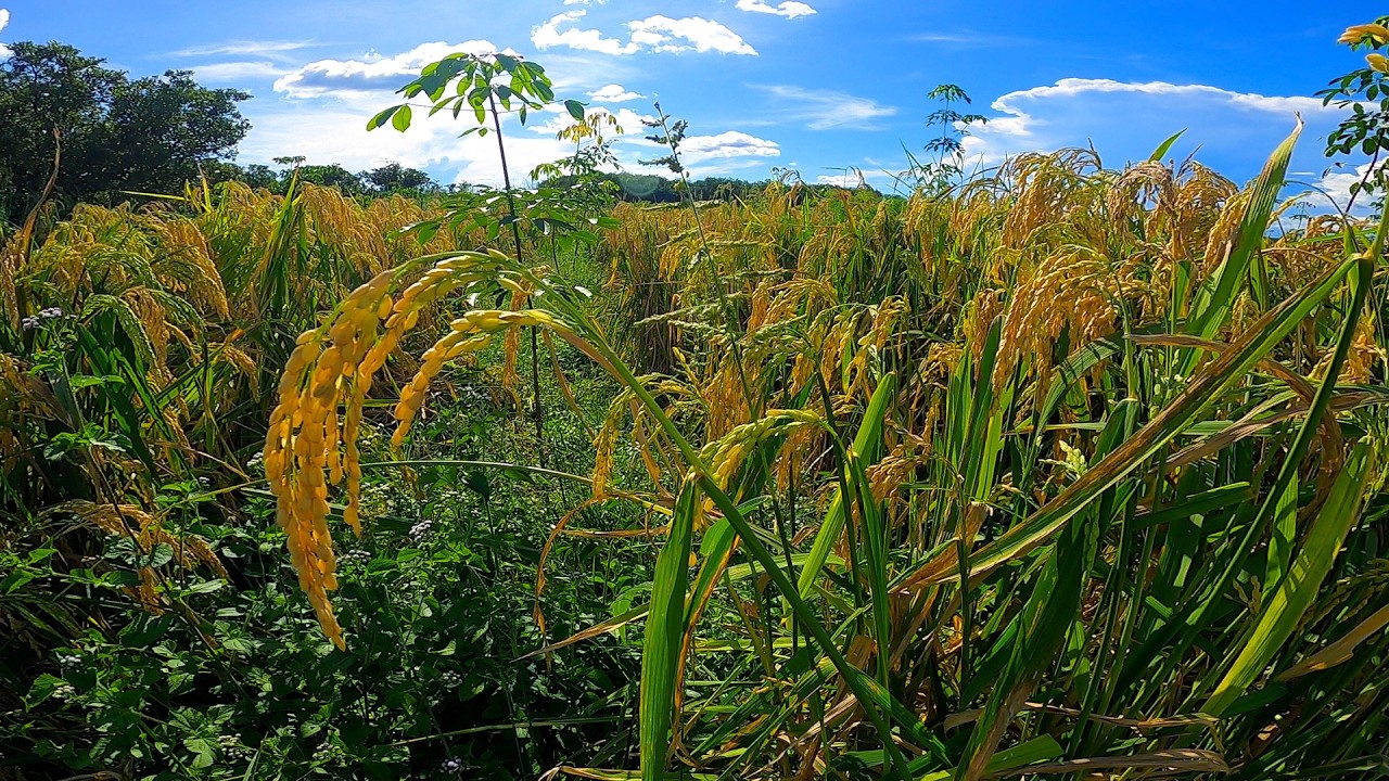 Intercropping Rice Garden on Hill with Beautiful Rubber Trees - YouTube