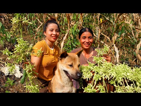 Mother & Ana picking wild vegetables and harvesting rooster Goes to the market sell - Ana Bushcraft