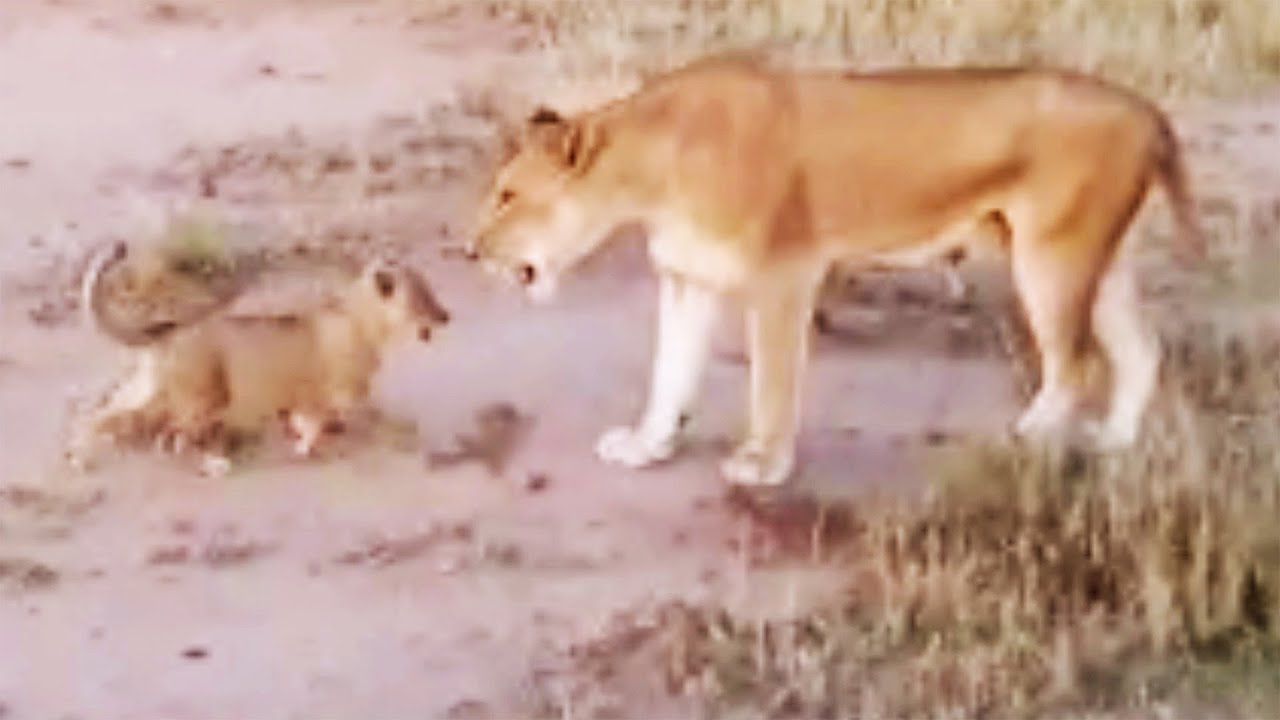 Extremely Vocal Lion Cubs Shout at Mommy - YouTube