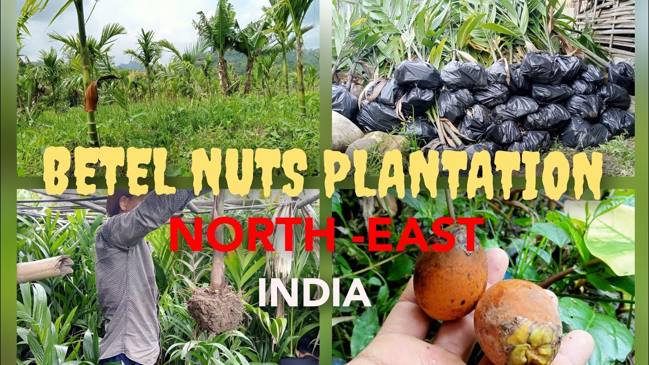 HOW TO PLANTATION FOR BETEL NUTS/ HOW TO PLANTATION FOR ARECA NUTS ...