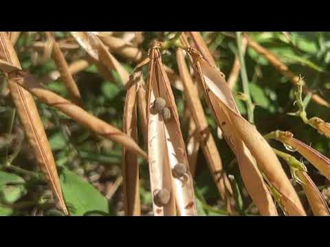 sweet pea pod exploding - YouTube