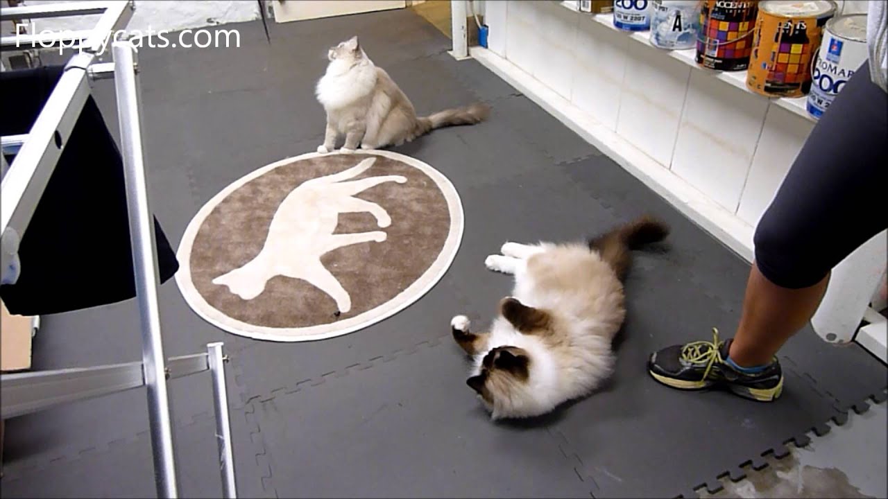 Ragdoll Cats Play with Bird Catcher PRO Interactive Wand Toy with Amy ...