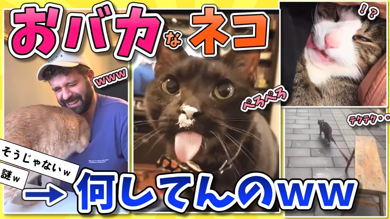 【2ch動物スレ】爆笑！愛すべきおバカな猫たちww→どうしてそうなるのww - YouTube