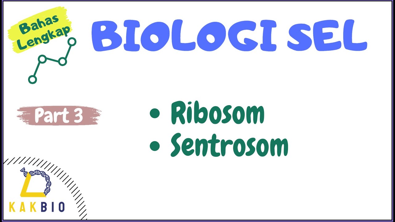 Ribosom dan Sentrosom - Biologi Sel [Part 3] - YouTube