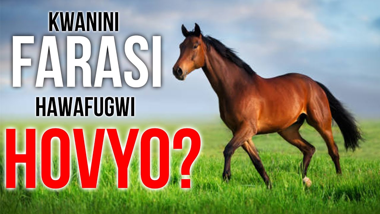 UNAWEZA MILIKI GARI, LAKINI SIO FARASI NA HII NDIO SABABU - YouTube