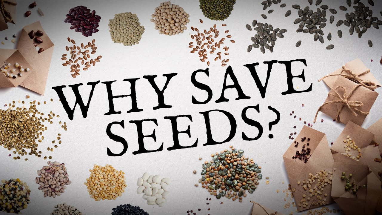 Why is it important to save seed | Seedy Saturday with Glasbren | Back ...