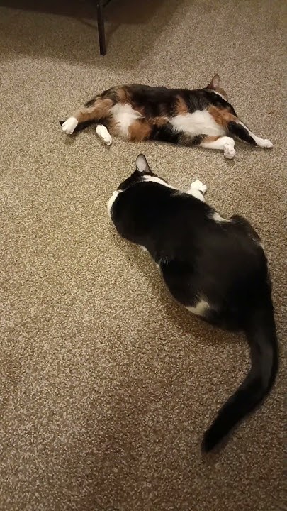 Cat's Vs Catnip 1st Time - YouTube