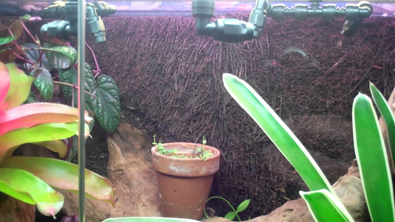 Planted Exo Terra Terrarium Vivarium - YouTube