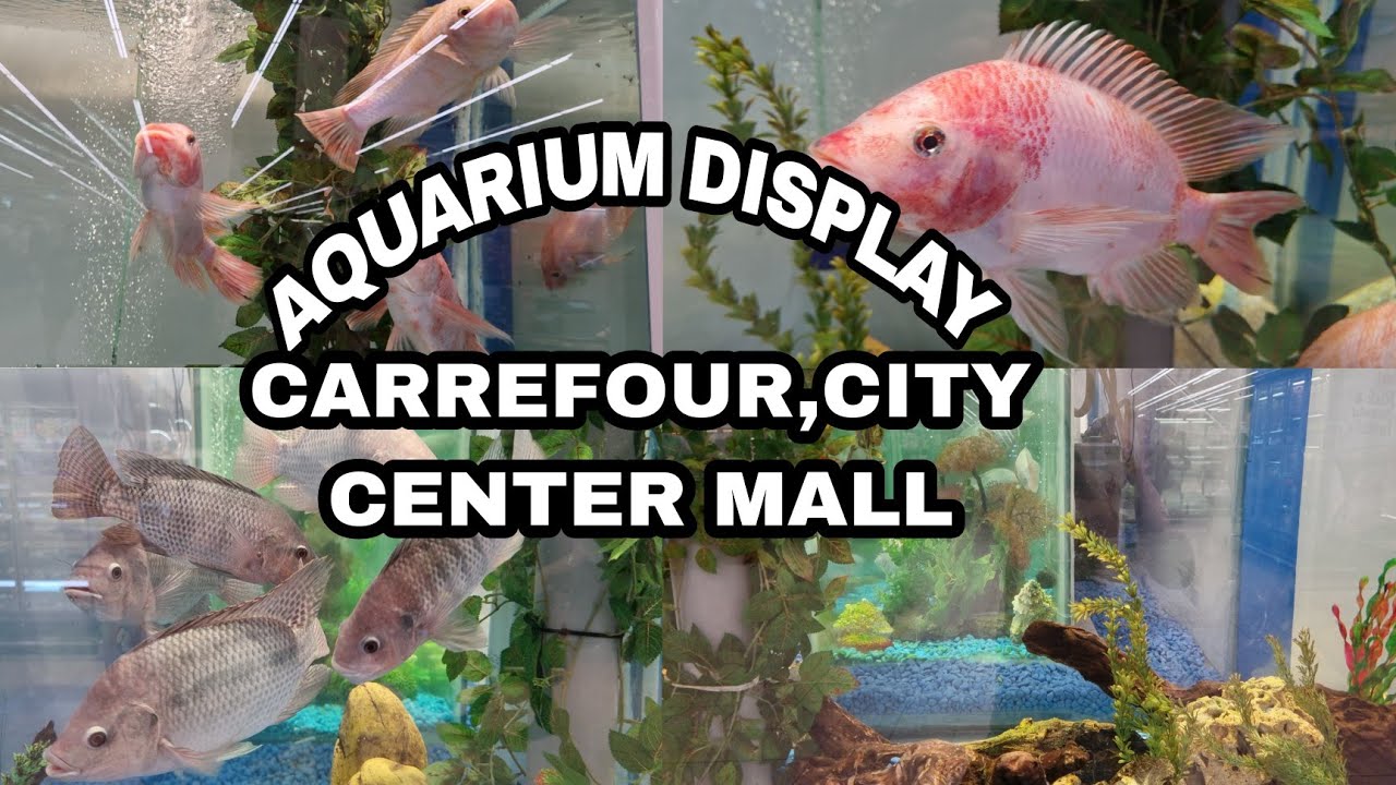FISH AQUARIUM DISPLAY #CARREFOUR#CITY CENTER MALL#DOHA QATAR#ANALYN T ...