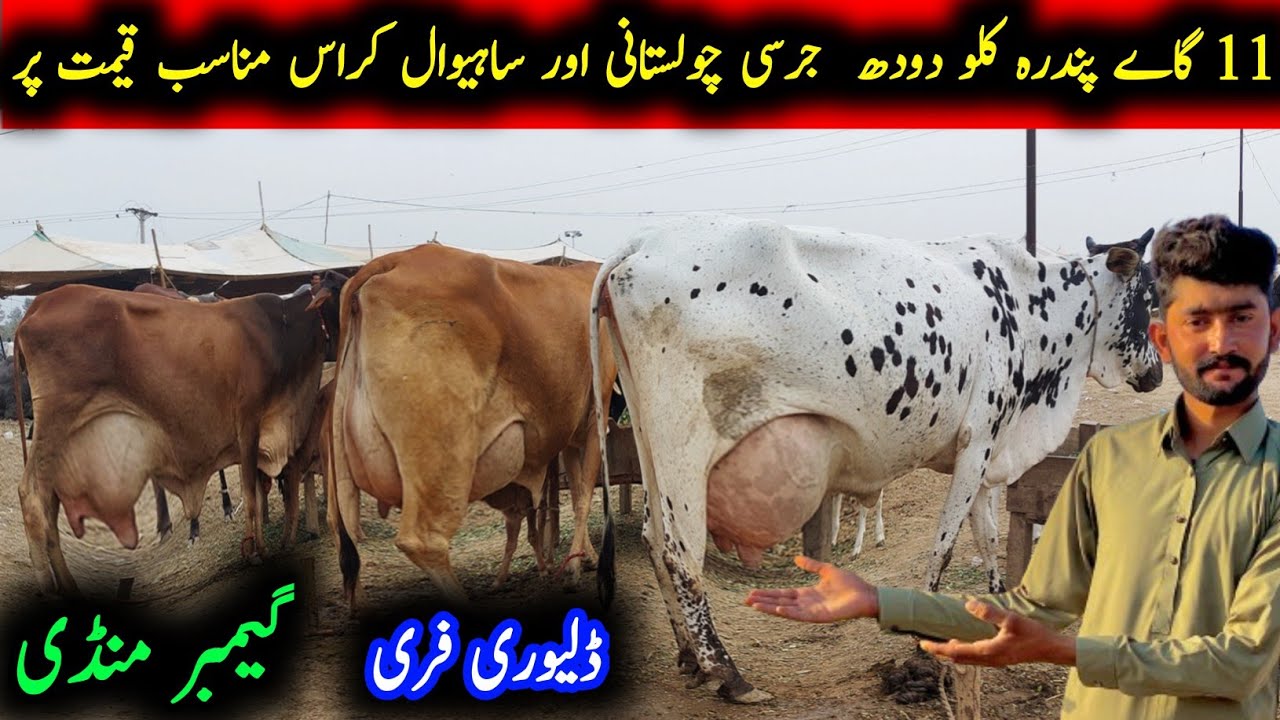 jersey sahiwal cross and cholistani cross gay for sel in gamber mandi ...