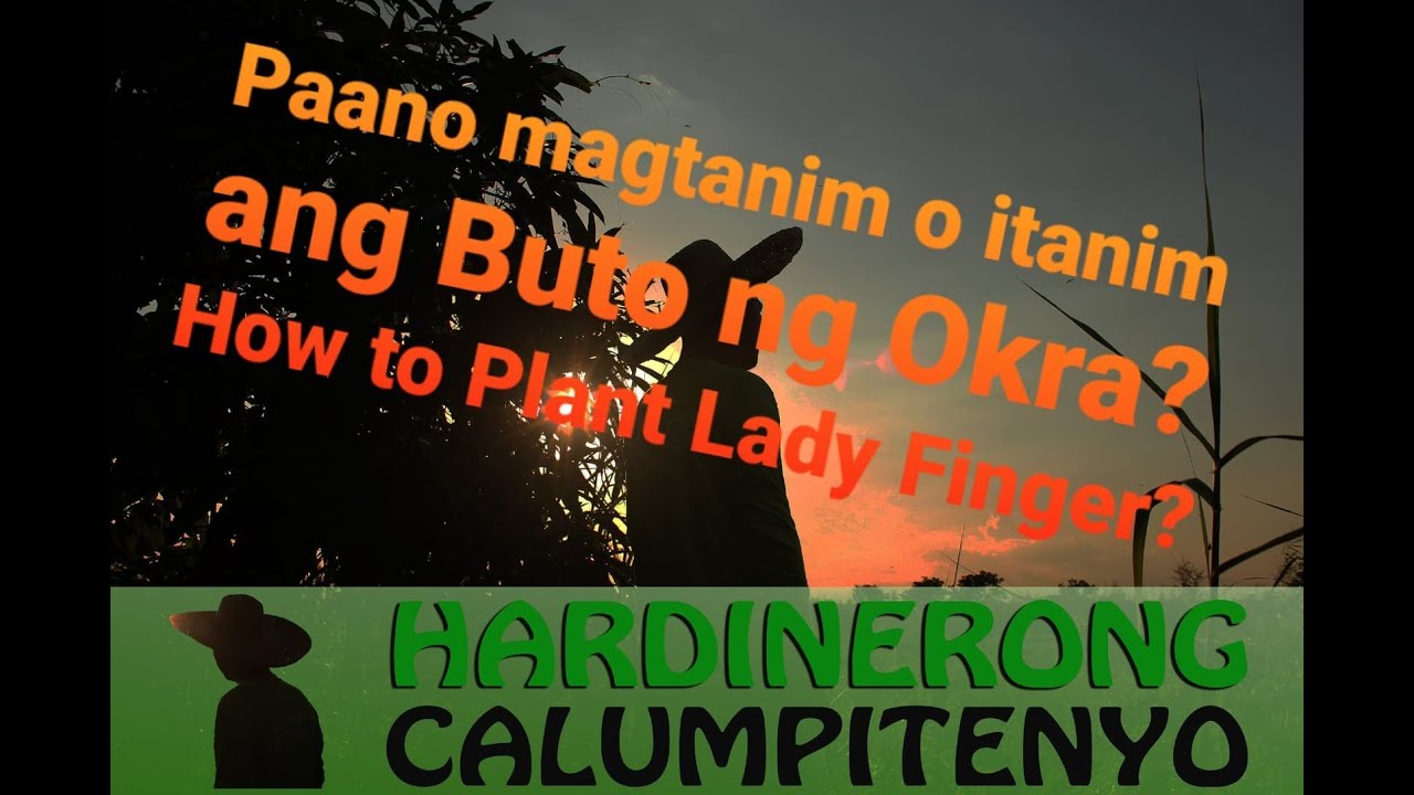 PAANO ITANIM ANG BUTO NG OKRA? How to plant Lady Finger? - YouTube