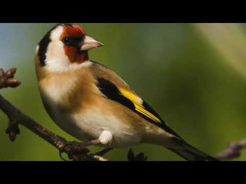 Muhteşem Saka Huylandırma...!!!