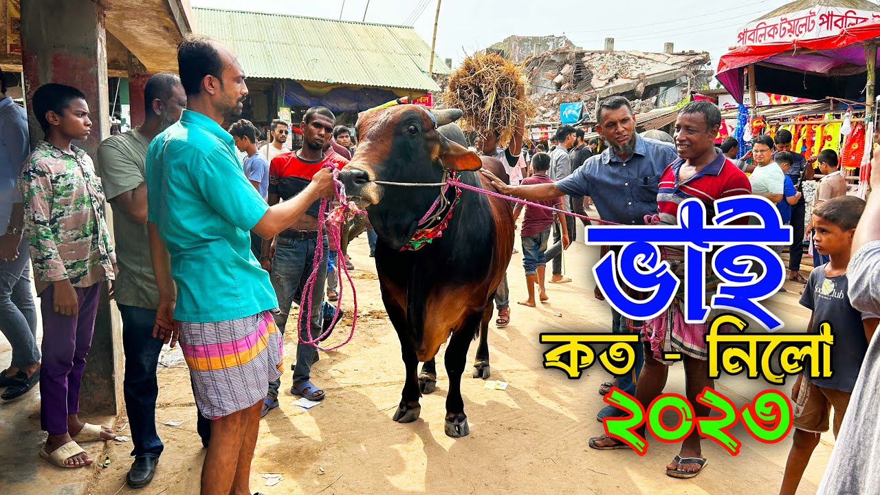 Bhai Koto Nilo? Gabtoli Gorur Haat 2023-Part-28 |Qurbani Cow Price in ...