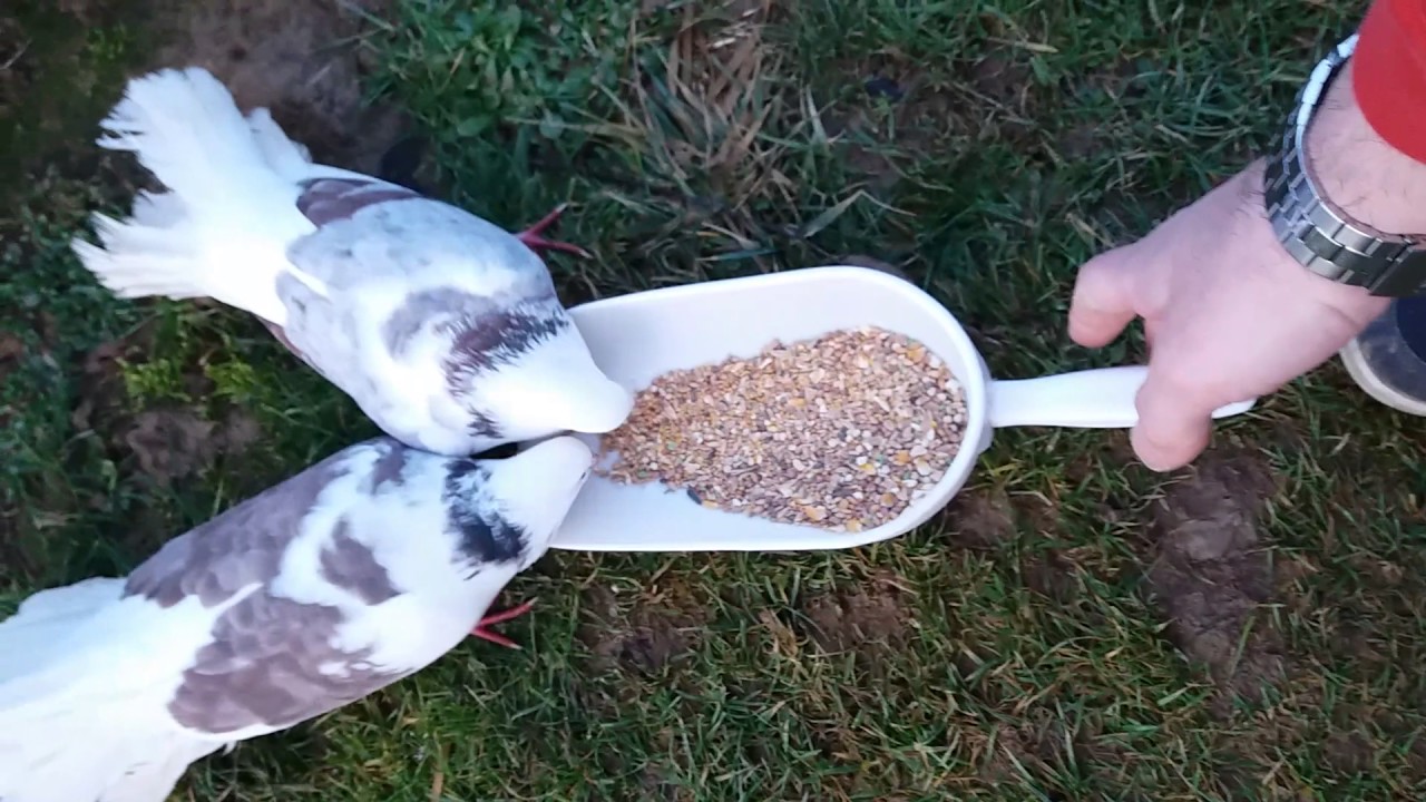 Je donne à manger à mais pigeons - YouTube