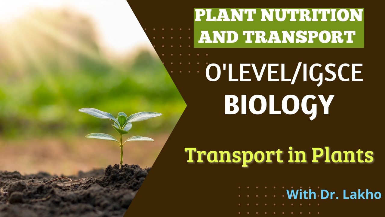 Transport in Plants | O'Level/IGCSE Biology | Biology with Dr Lakho ...