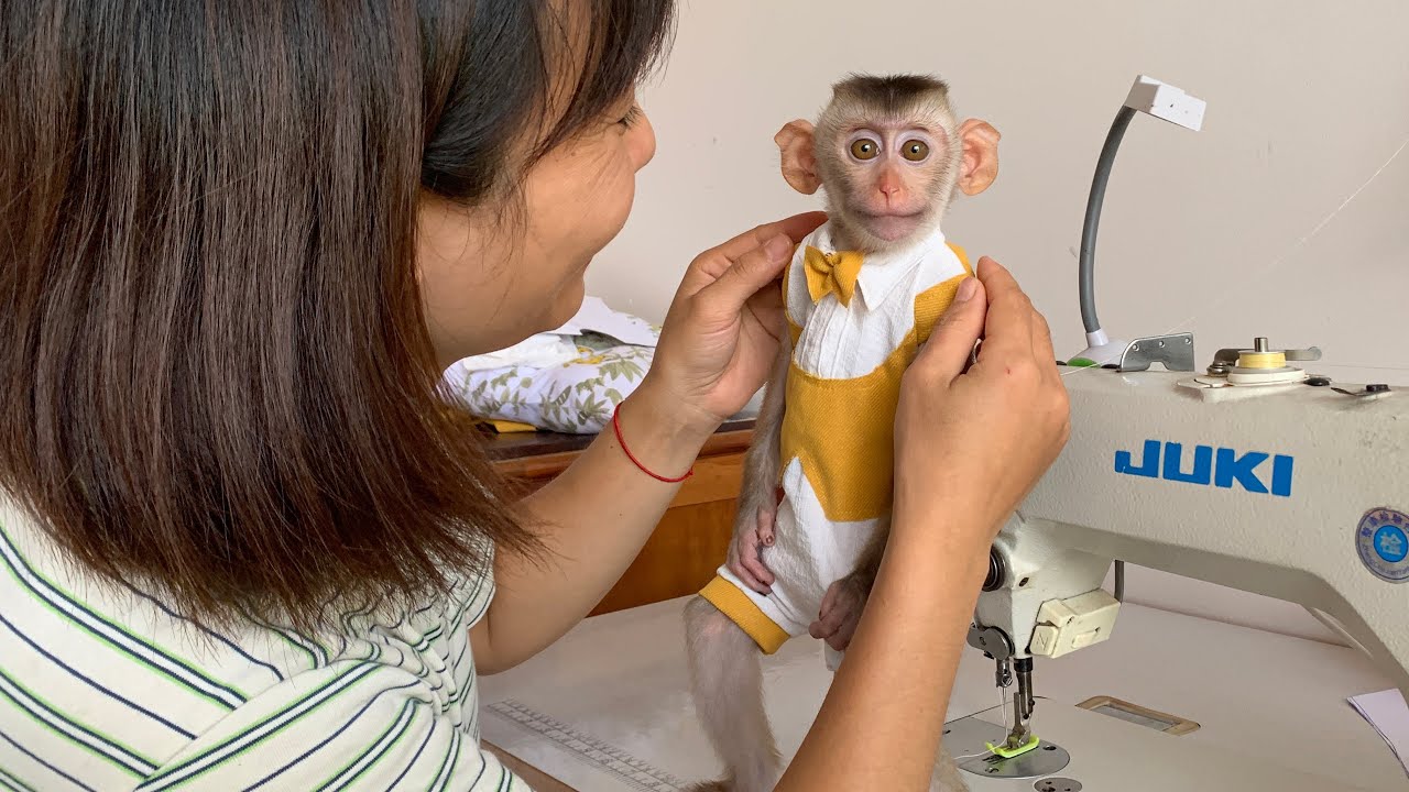 Monkey Puka looks beautiful in an evening vest made by Mom - YouTube