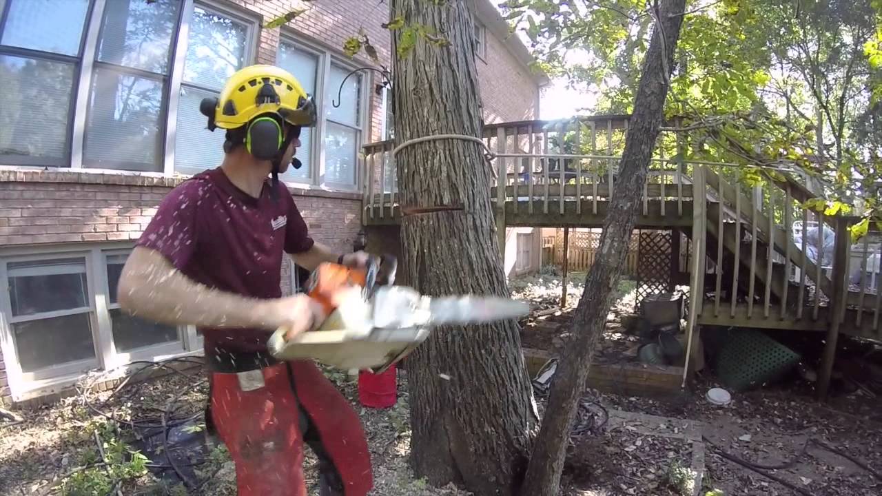Autumn 2015 tree work - YouTube