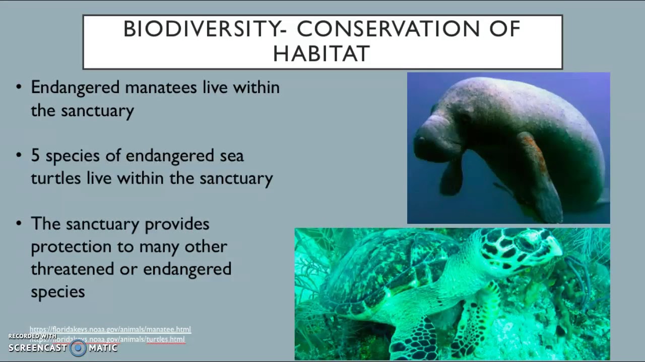 Conservation Biology Presentation 1 - YouTube