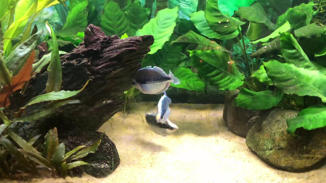 Lake Kamaka Rainbowfish - YouTube