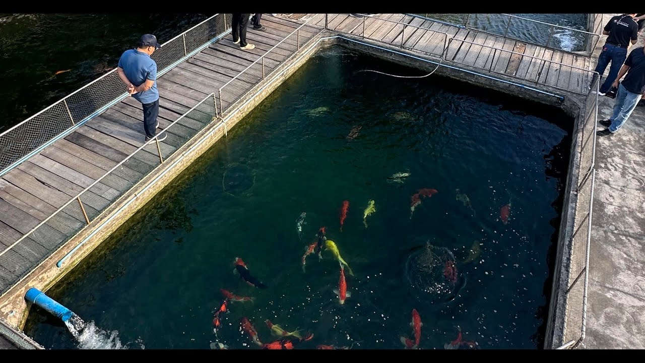 Chinas largest Kio fish farm in Guangzhou - YouTube