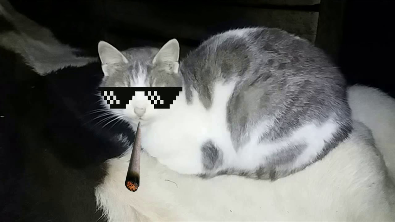 Gangsta Cats Thug Life 🙀 LIKE A BOSS CATS Funny Pets Videos - YouTube