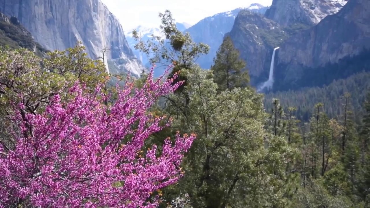Western Redbud Blooming in Yosemite National Park - YouTube