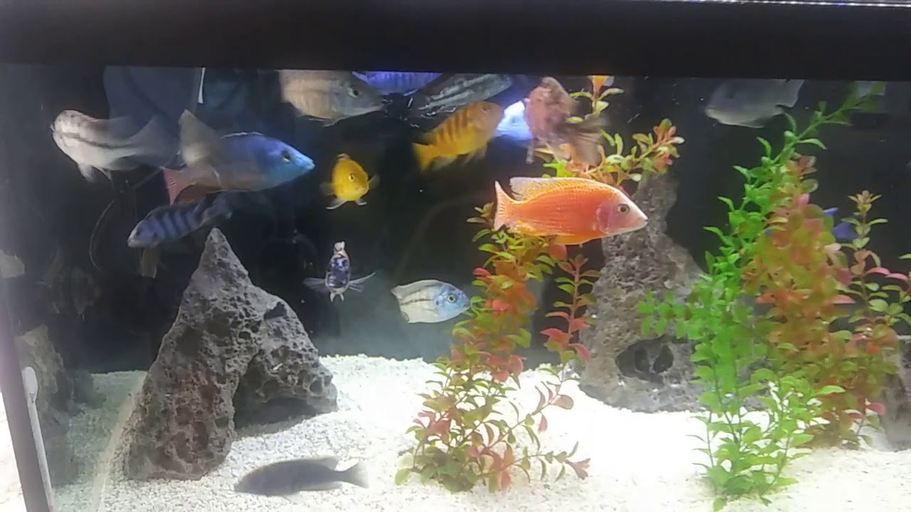 Who will be tank boss red empress or Taiwan reef? Had no choice but to ...