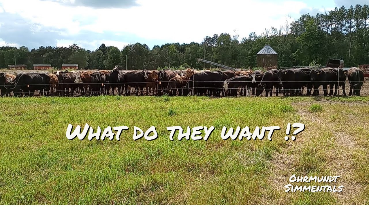 What do the cows want!? - YouTube