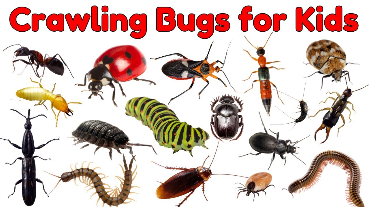 Crawling Insects and Bugs for kids |Creepy Crawly Insects Vocabulary ...