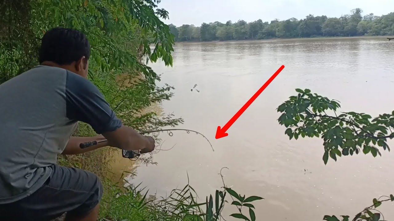 Mancing Ikan Lawang Di Sungai Besar Kalimantan - YouTube