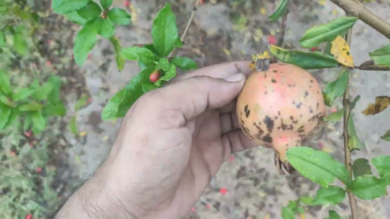 Pomegranate fruit is heavily damaged in rain and the fungus is active.# ...