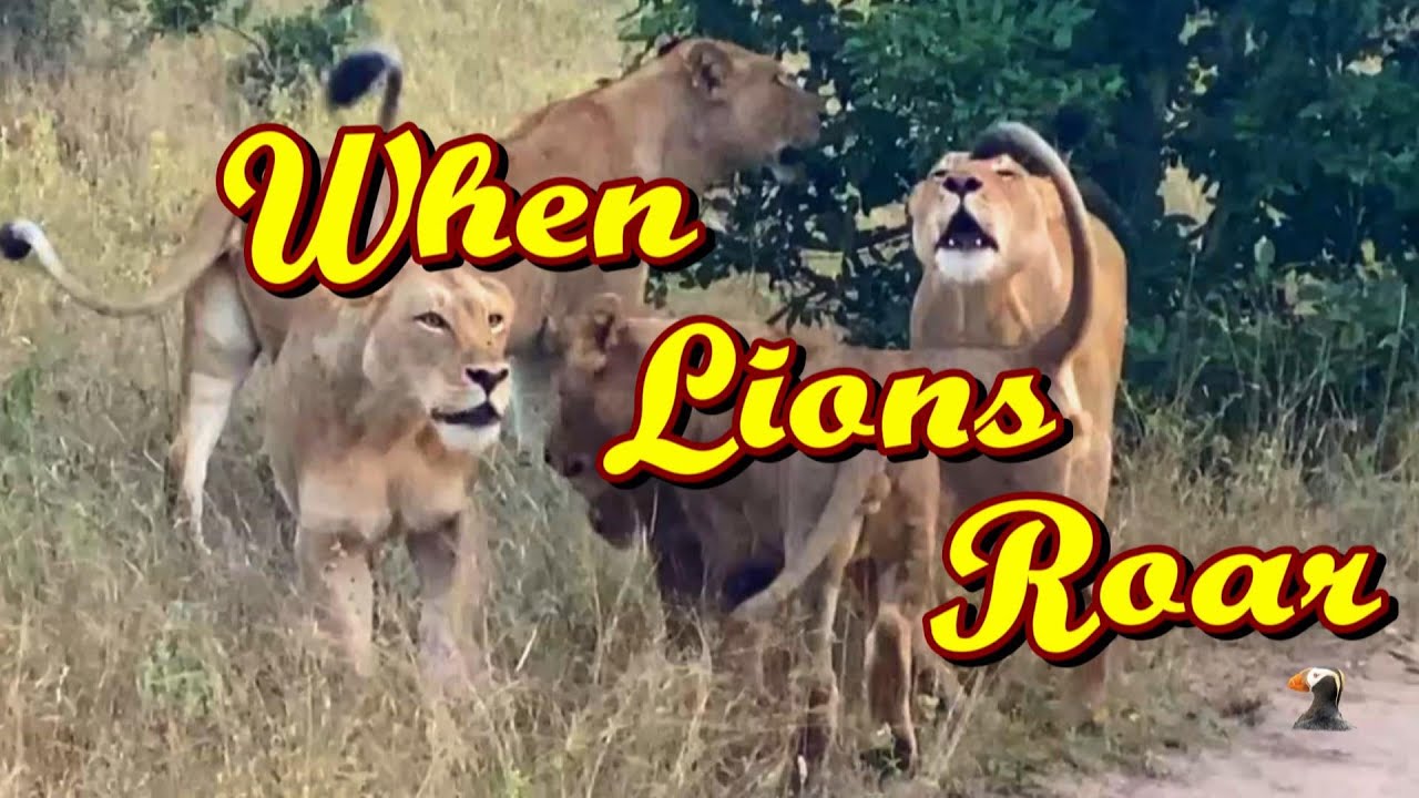 When Lions Roar - South Africa - May 2024 - YouTube