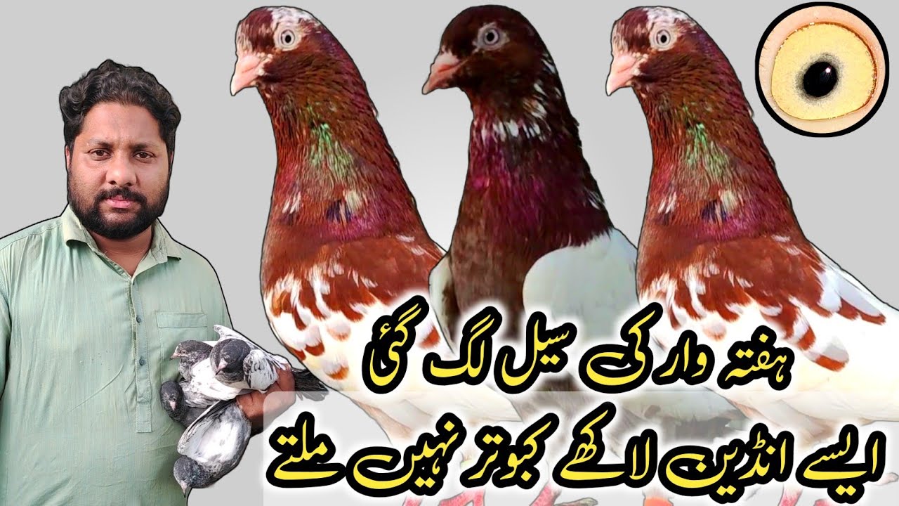 Lakhy indian Kabootar 💯 || Jonsiry Teddy Kabootar || Rampuri Kabootar ...