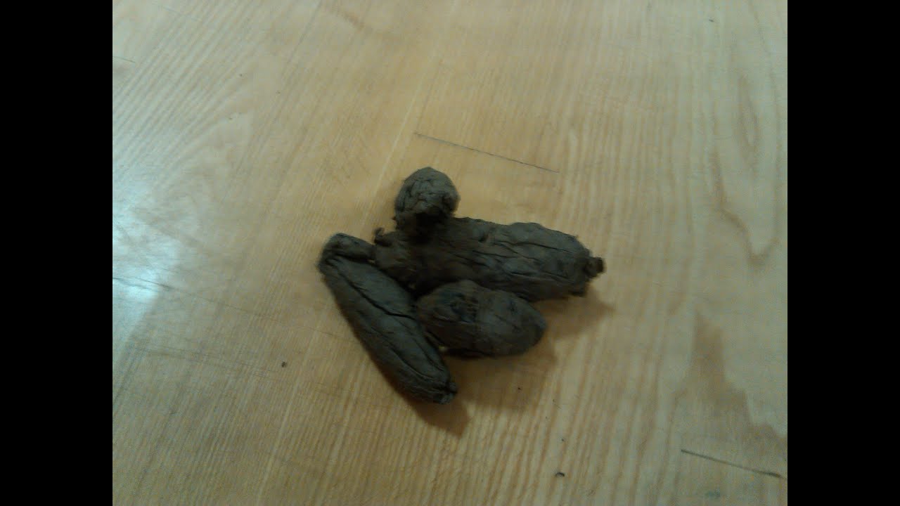 VTÍPEK: UMĚLÉ HOVNO - YouTube