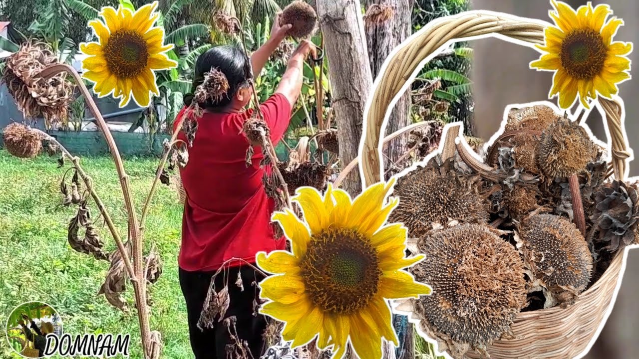 Harvesting old Sun flowers in the backyard garden ,cooking,animals ...