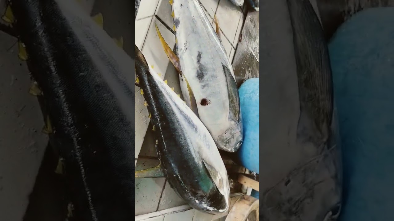 fresh fish@ocean jazz fish@tunaocean - YouTube