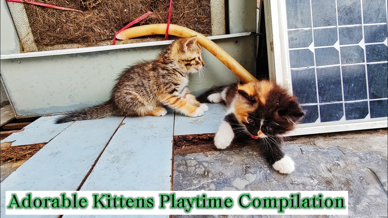 Adorable Kittens Playtime Compilation: Cutest Moments Ever! - YouTube