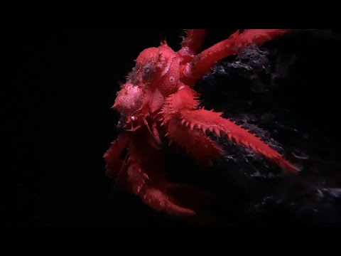 ゴカクエゾイバラガニ Paralomis verrilli - YouTube