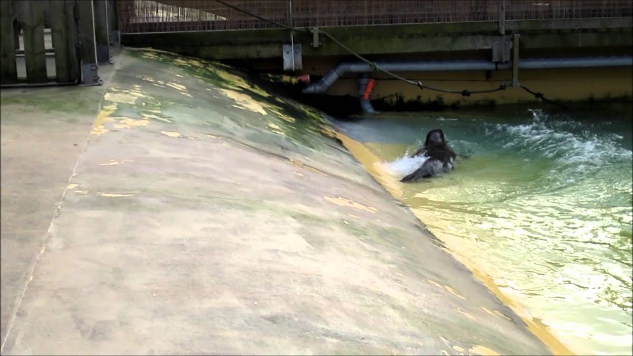 Seal falling - YouTube
