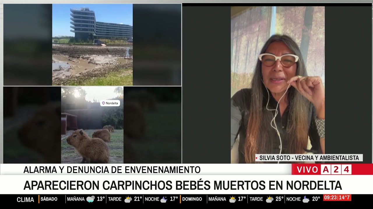🔴 APARECIERON CARPINCHOS BEBÉS MUERTOS EN NORDELTA - YouTube