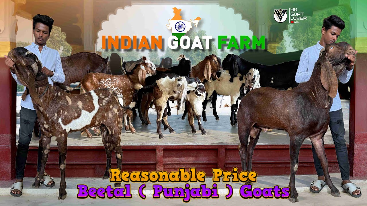 Punjabi Male Goats I Indian Goat Farm Pune Manjari I YK Goat Lover ...