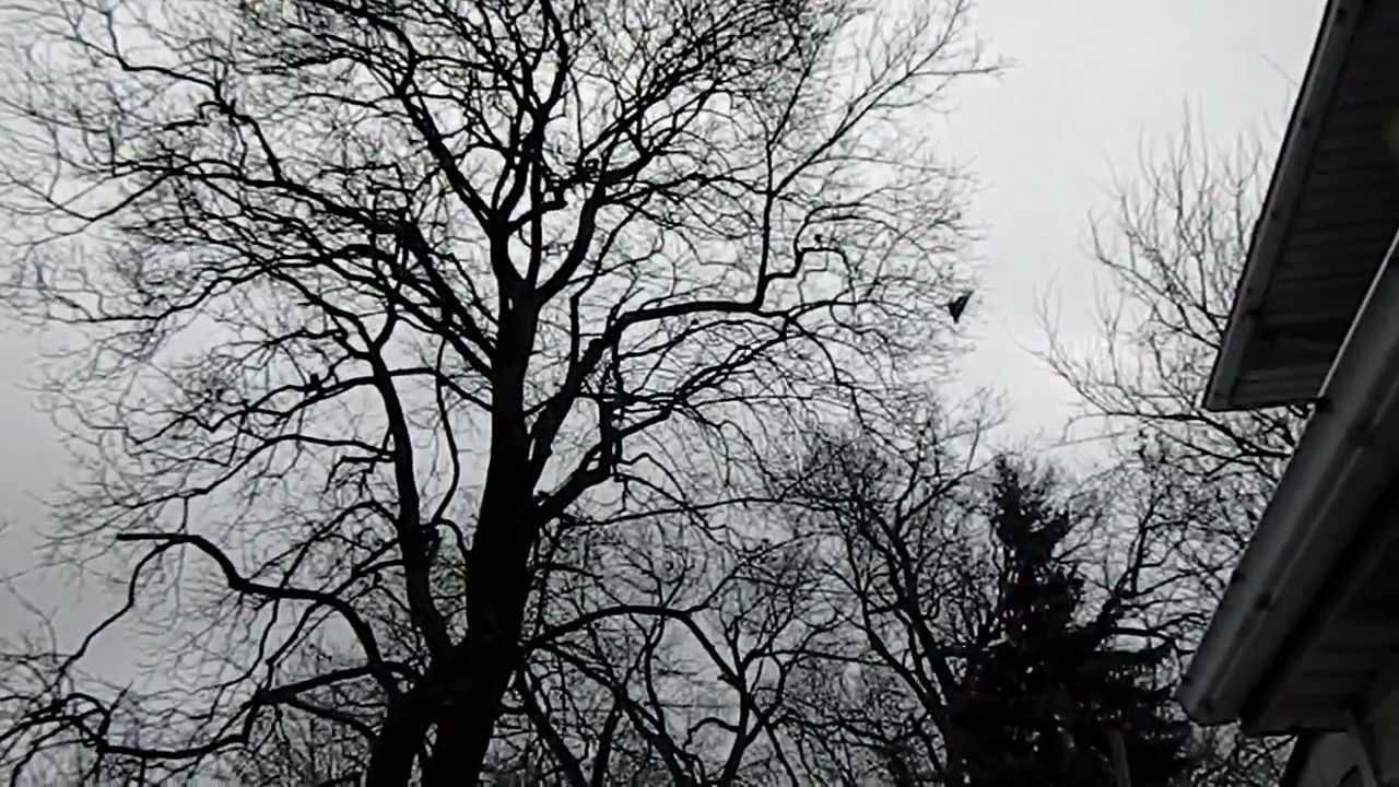 Crows Cawing - YouTube