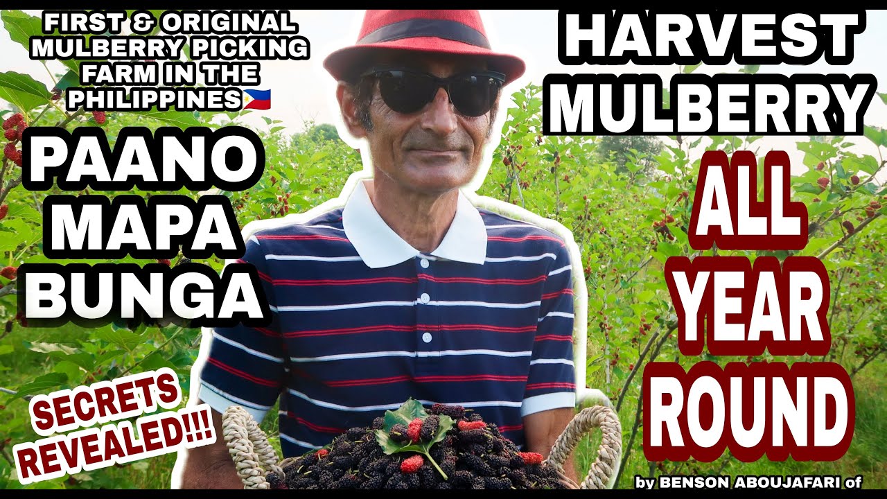 Harvest Mulberry Fruits ALL-YEAR-ROUND | Wilson's Instant Tree Bank ...