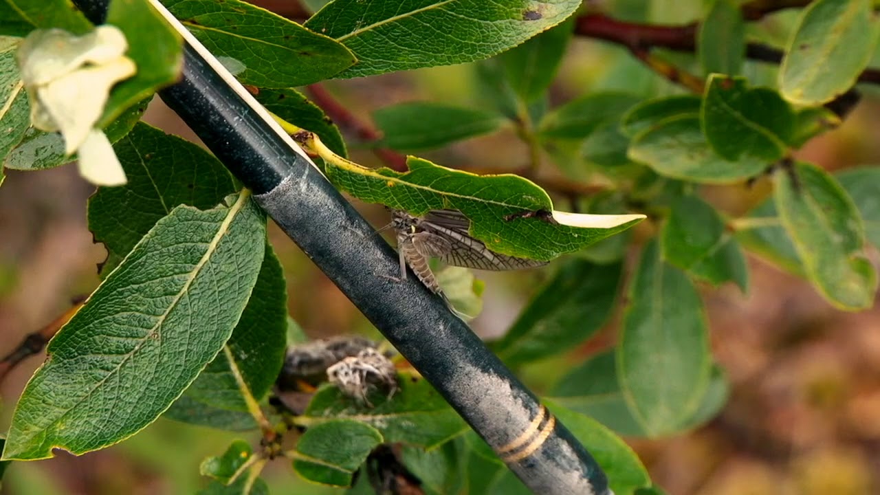 Slow Crawl - YouTube